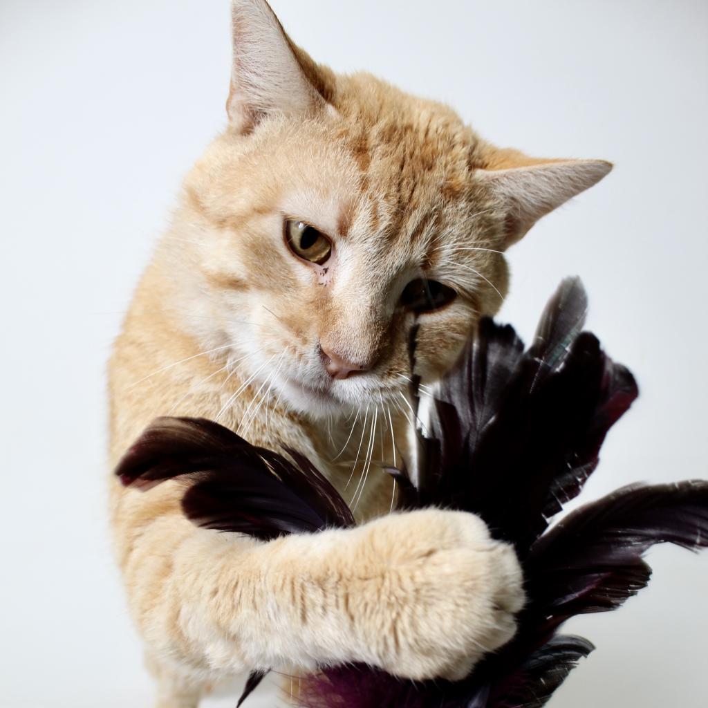 Meet Chief – APL’s Cat of the Week - Capitol City Now