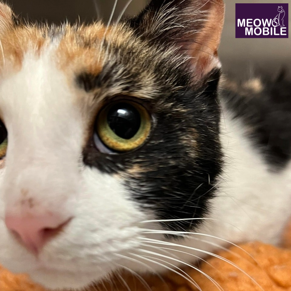 Meet Quartz – Meow Mobile Cat of the Week - Capitol City Now