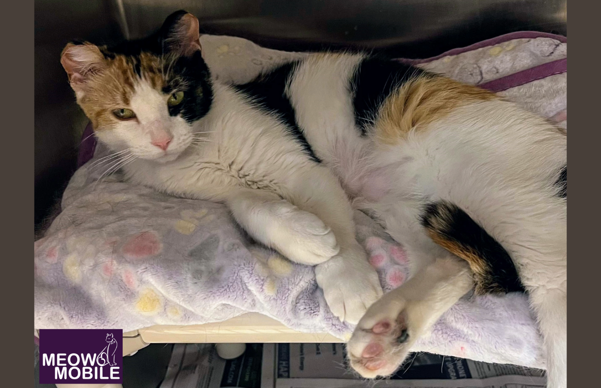 Meet Quartz – Meow Mobile Cat of the Week - Capitol City Now