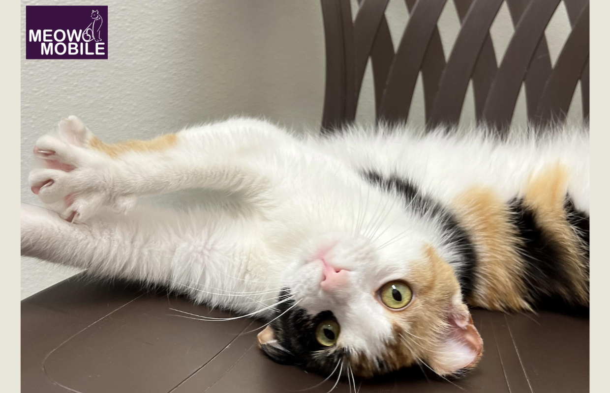 Meet Quartz – Meow Mobile Cat of the Week - Capitol City Now