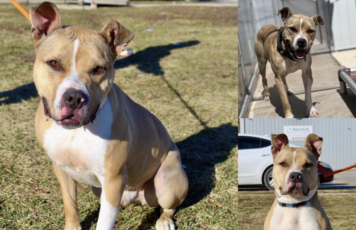 Meet Gus and Storm – APL Pets of the Week - Capitol City Now