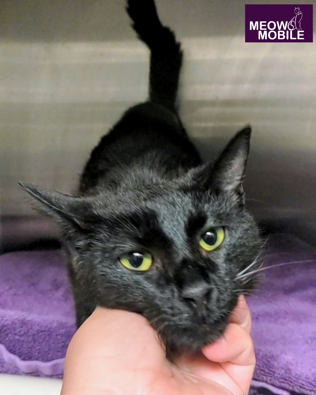 Meet Minnesota – Meow Mobile’s Cat of the Week - Capitol City Now