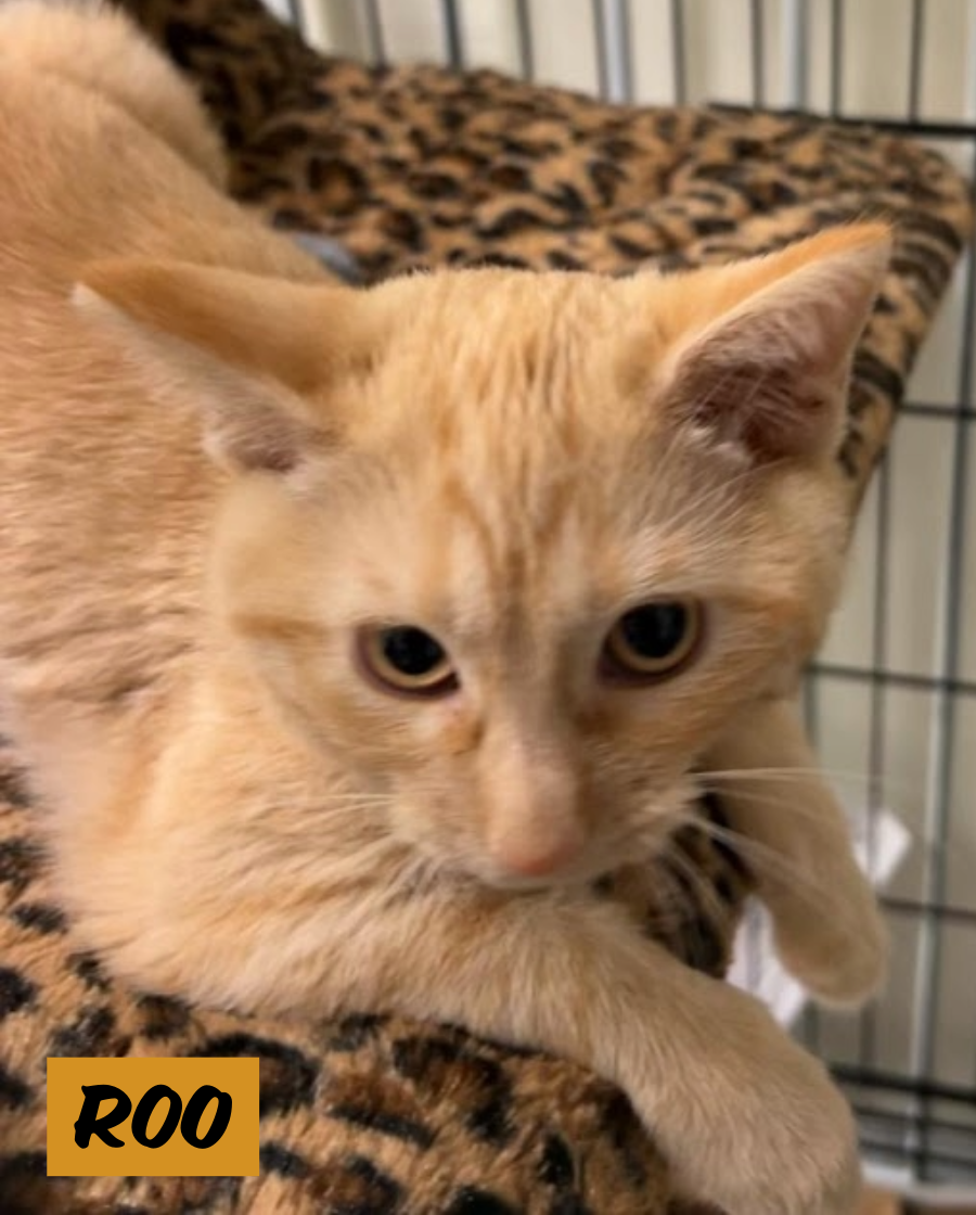 Kittens! – Meow Mobile’s Cats of the Week - Capitol City Now