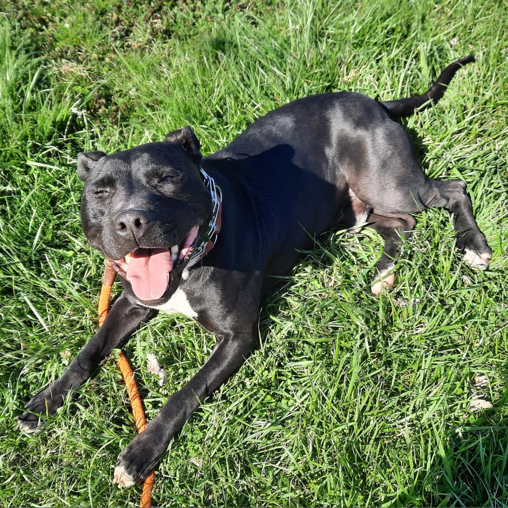 Meet Axel – APL Dog of the Week - Capitol City Now