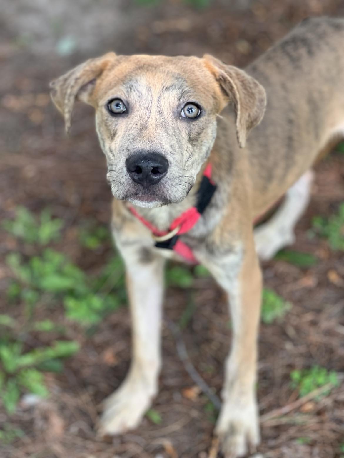 Meet Ace – Friends of SCACAC Dog of the Week - Capitol City Now