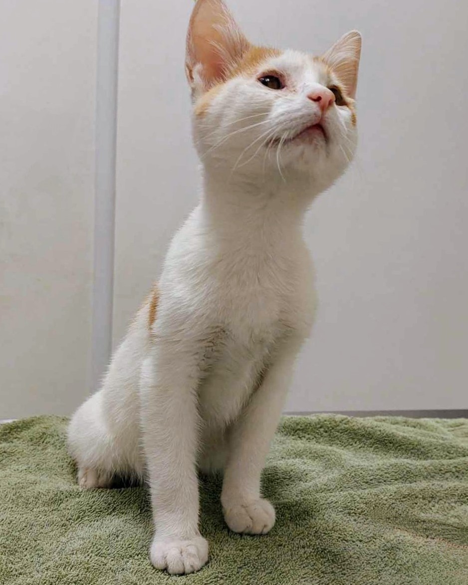 Meet Mulcahy – Meow Mobile’s Cat of the Week - Capitol City Now