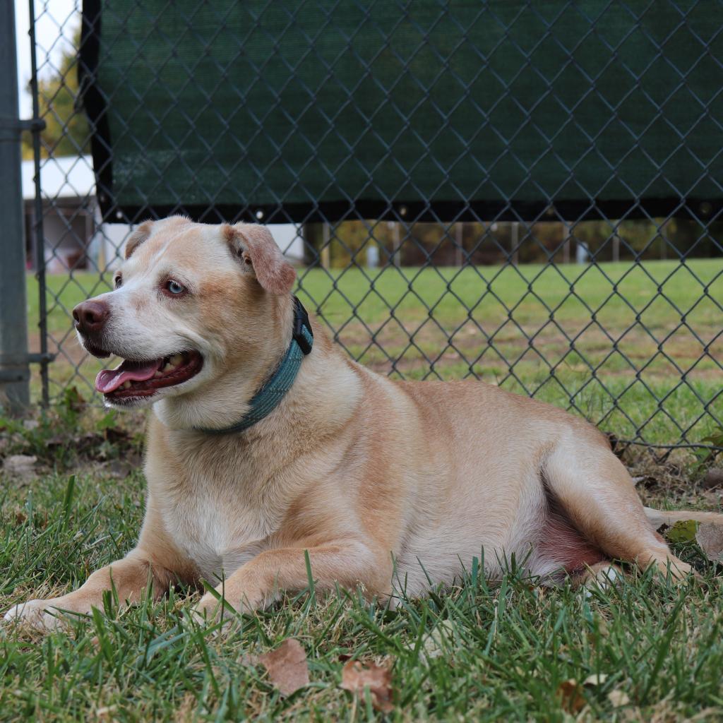 Meet Clint – APL Dog of the Week - Capitol City Now