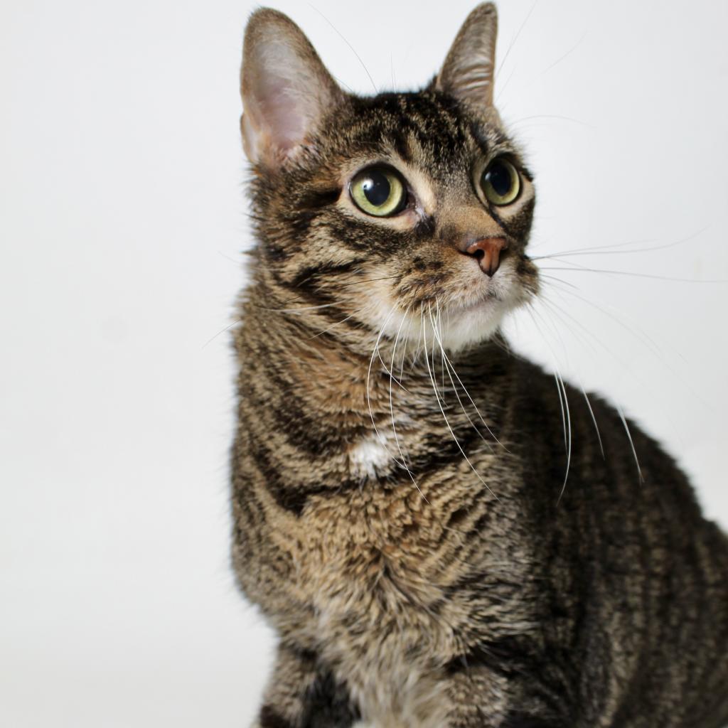 Meet Wiggles – APL Cat of the Week - Capitol City Now