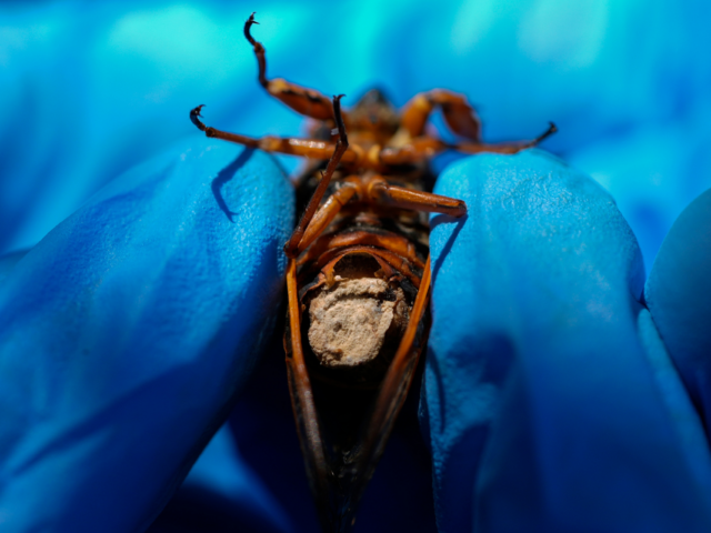 Collecting Sex Crazed Zombie Cicadas On Speed Capitol City Now