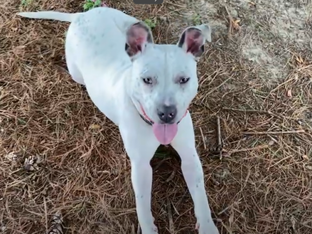 Meet Earl- Friends of SCAC Dog of the Week - Capitol City Now