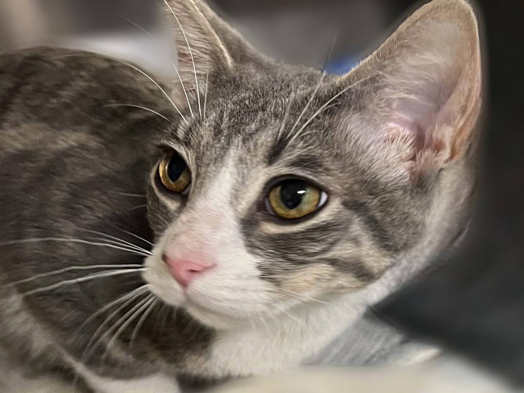 Meet Loot – APL Cat of the Week - Capitol City Now