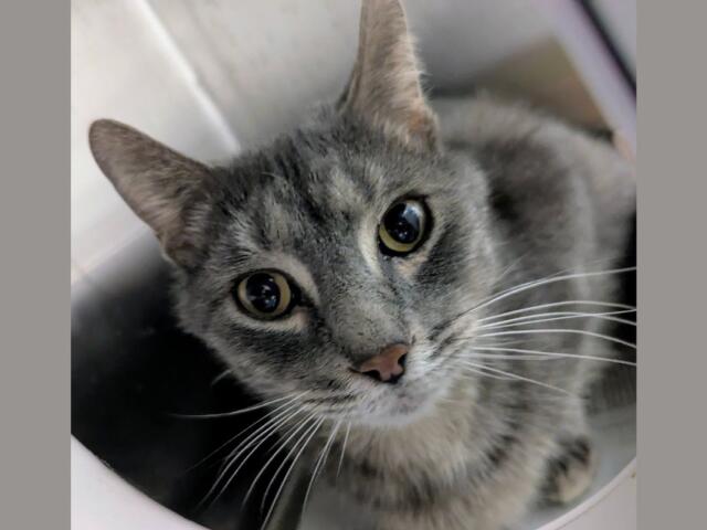Meet Edward – Meow Mobile Cat of the Week - Capitol City Now