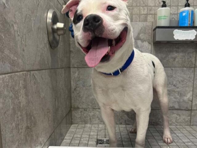 Meet Bud – APL Dog of the Week - Capitol City Now