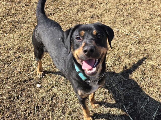 Meet Mork – APL Dog of the Week - Capitol City Now
