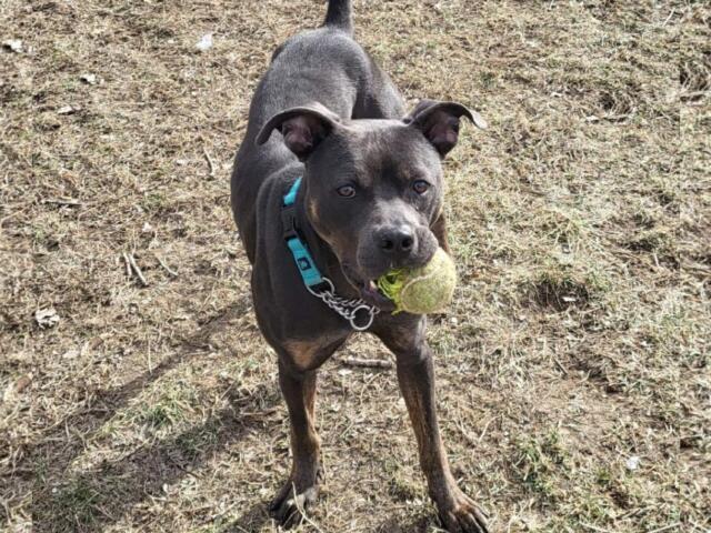 Meet Zeke – APL Dog of the Week - Capitol City Now