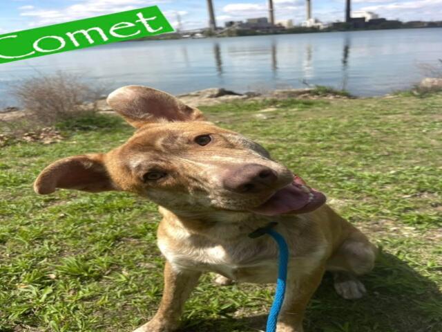 Meet Comet – Friends of SCACAC Dog of the Week - Capitol City Now