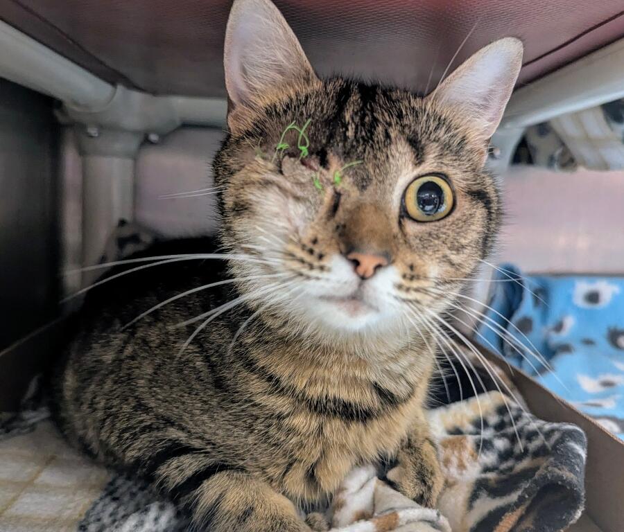 Meet Lexi – Meow Mobile Cat of the Week - Capitol City Now