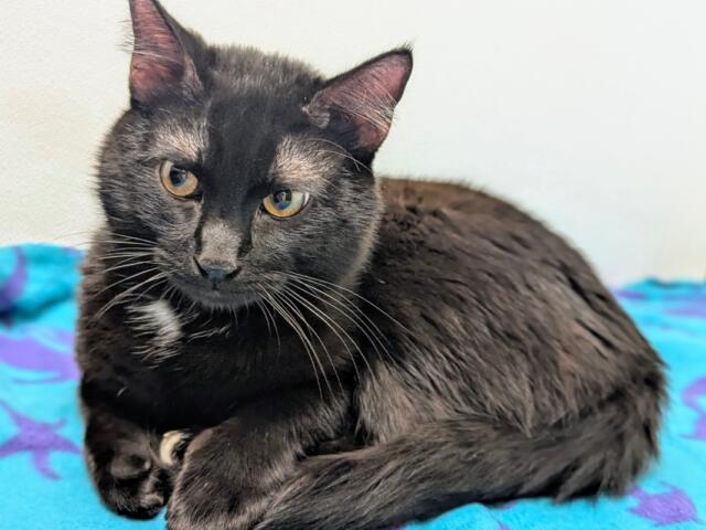 Meet Shadow — Meow Mobile Cat of the Week - Capitol City Now