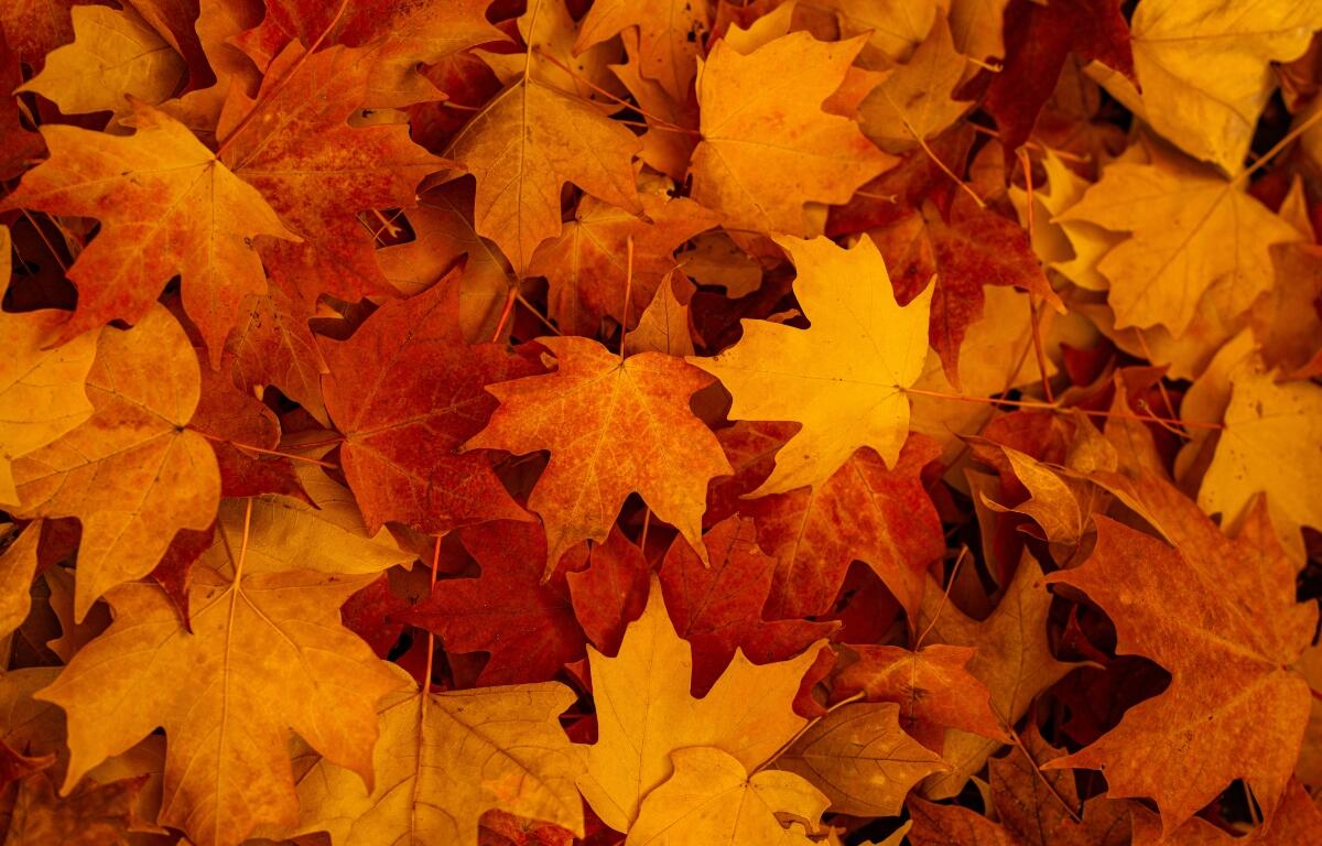 Capitol City Now - News, Weather & Events for Springfield IL