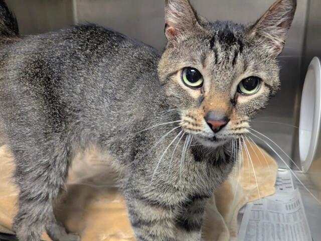 Meet Monk — Meow Mobile Cat of the Week - Capitol City Now