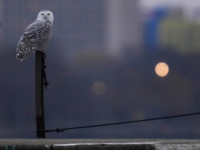 A pair of snowy owls spotted along Lake Michigan beach draws crowds in ...